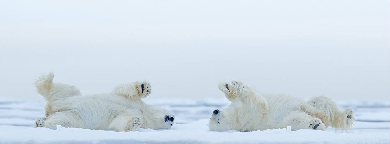 501 Managing Risk: Primavera Risk Analysis (Pertmaster)